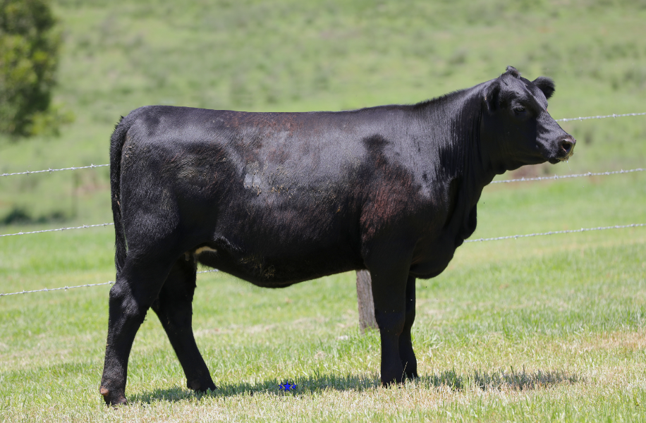 Lot 17 - RUBY RIDGE TALA T29 | AuctionsPlus