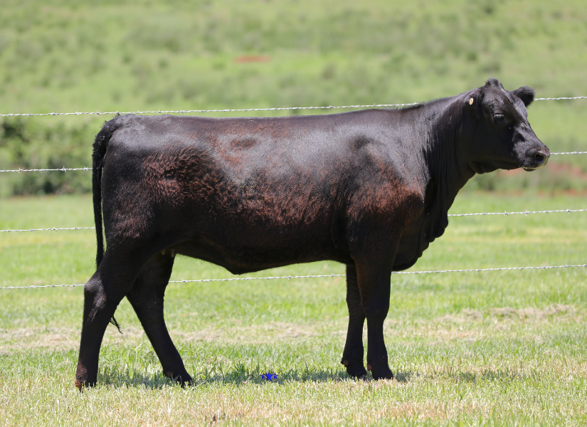 Lot 19 - RUBY RIDGE THREAD T26 | AuctionsPlus