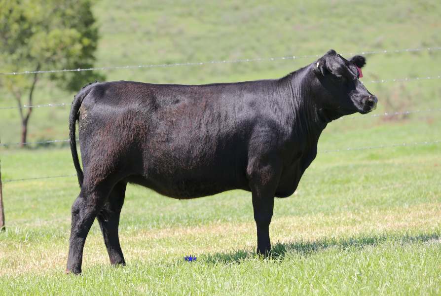 Lot 21 - RUBY RIDGE TINY T21 | AuctionsPlus