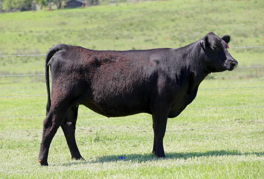 Lot 35 - RUBY RIDGE SUNRISE S40 | AuctionsPlus