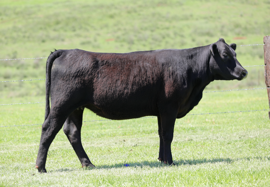 Lot 37 - RUBY RIDGE SABRINA S38 | AuctionsPlus