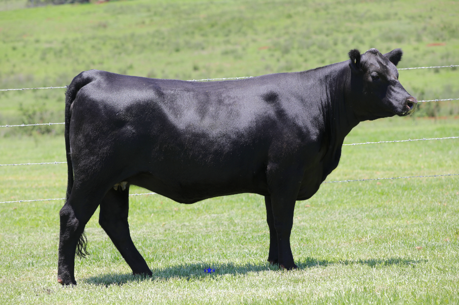 Lot 47 - RUBY RIDGE RIO R29 SV | AuctionsPlus