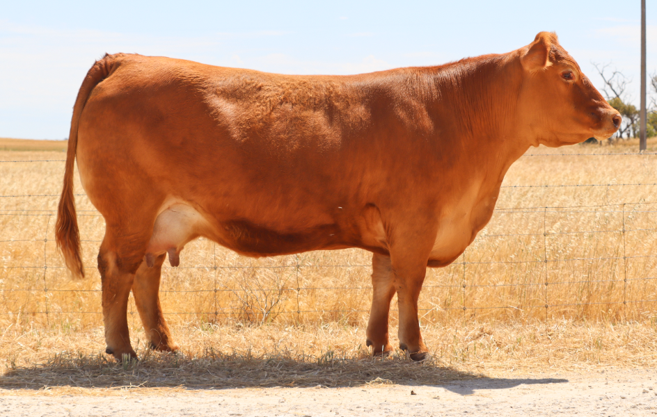 Lot 4 - BRENTVALE FIFI P46 (P A U) - PTIC | AuctionsPlus
