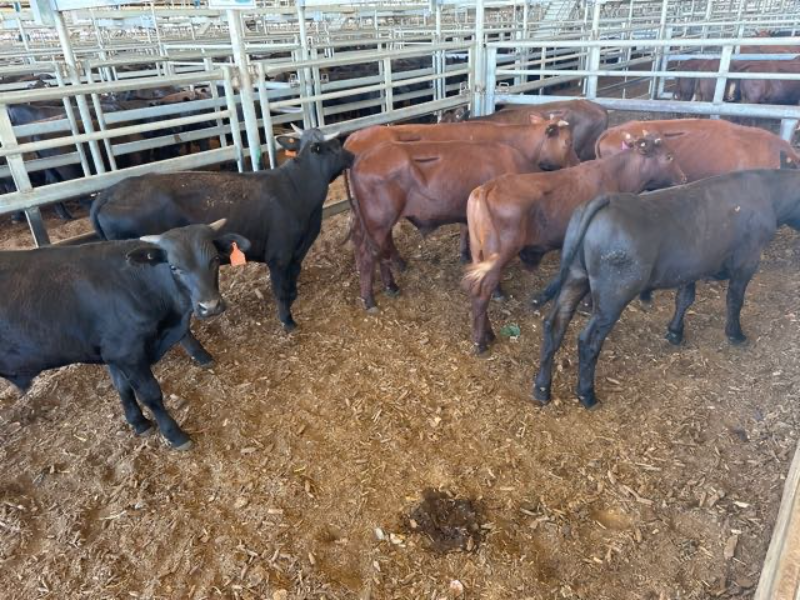 Pen 64-N - 8 Santa X Steers 303.8kg (Total 2430kg) | AuctionsPlus