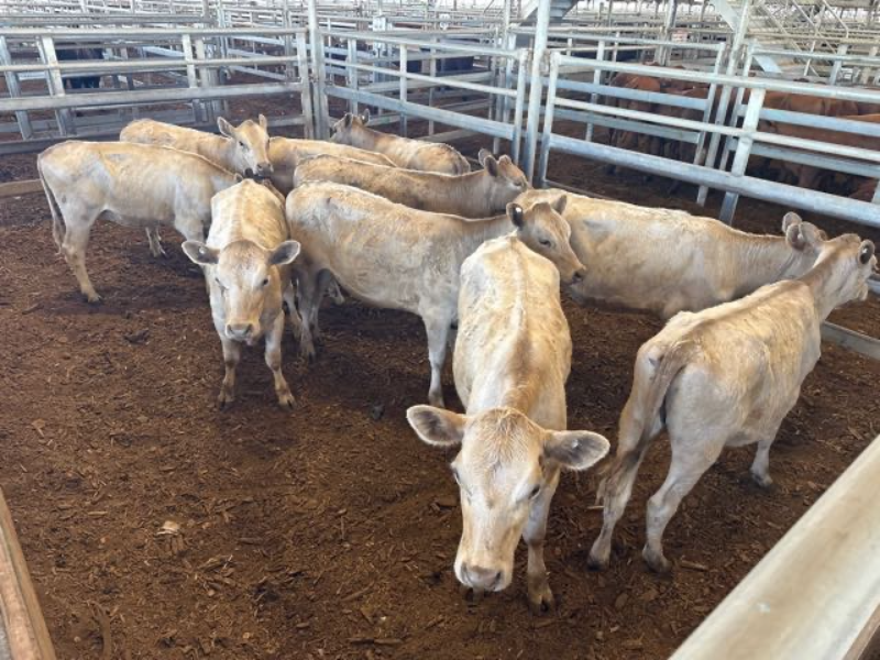 Pen 90-N - 10 Murray Grey Heifer 233.0kg (Total 2330kg) | AuctionsPlus