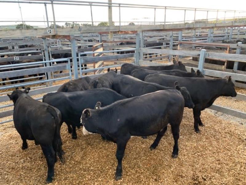 Pen 12-N - 9 Angus Grown Steers 381.1kg (Total 3430kg) | AuctionsPlus