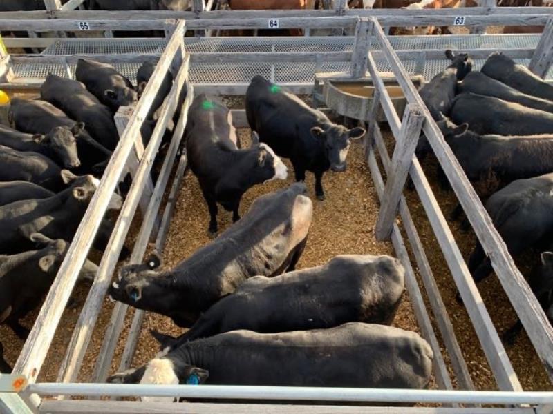 Pen 64-N - 3 Angus Weaner Heifers 333.3kg (Total 1000kg) | AuctionsPlus