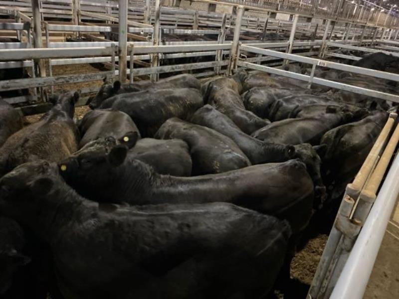 Pen 15-N - 18 Angus X Weaner Steers 360kg (Total weight: 6480kg ...