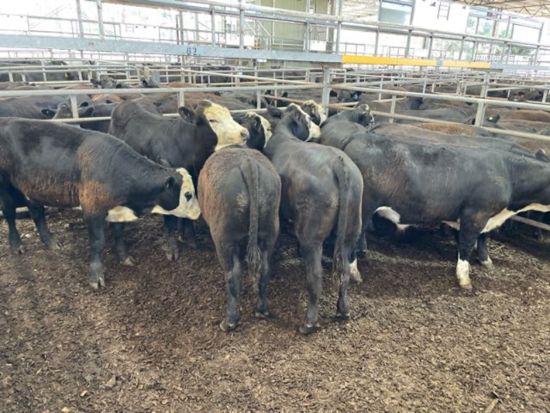 Pen 62 - 10 Black Baldy Steer 360kg (Total weight: 3600kg) | AuctionsPlus