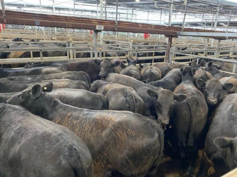 Pen 40-T51 - 30 Angus Weaner Steers 411.30kg (Total weight: 12340kg ...