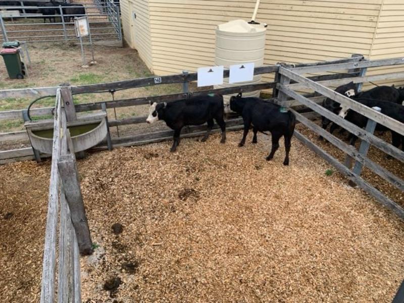 Pen 63-L - 2 Angus X Weaner Steers 280kg (Total weight: 560kg ...