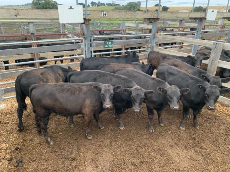 Pen 74-N - 9 Angus Weaner Steers 275.60kg (Total weight: 2480kg ...