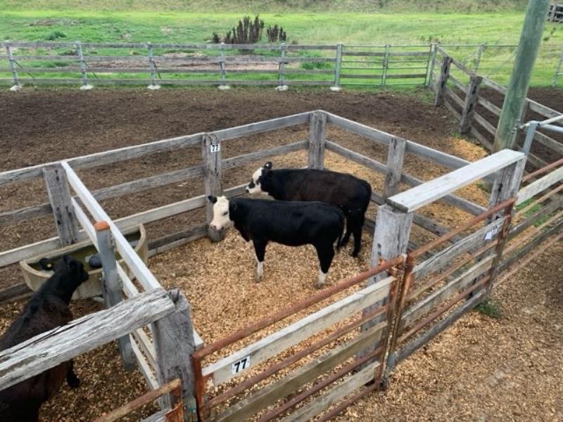 Pen 77-N - 1 Angus X Bull 240kg (Total weight: 240kg) | AuctionsPlus