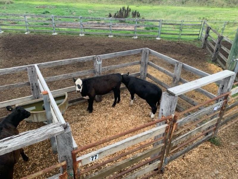 Pen 77-L1 - 1 Angus X Weaner Steers 250kg (Total weight: 250kg ...