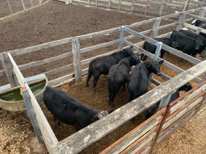 Pen 85-N - 5 Angus Weaner Steers 290kg (Total weight: 1450kg ...