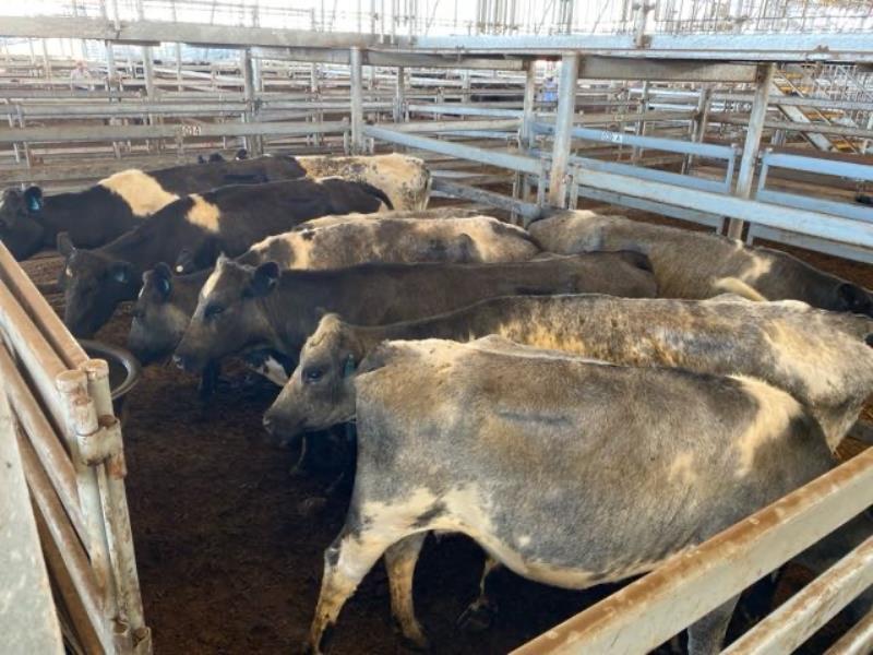 Pen 14-16-N - 18 Shorthorn X Cow And Calf 400.30kg (Total weight ...