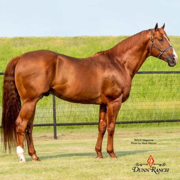 Lot 4B - 1 STALLION BREEDING - JESS LIPS | AuctionsPlus