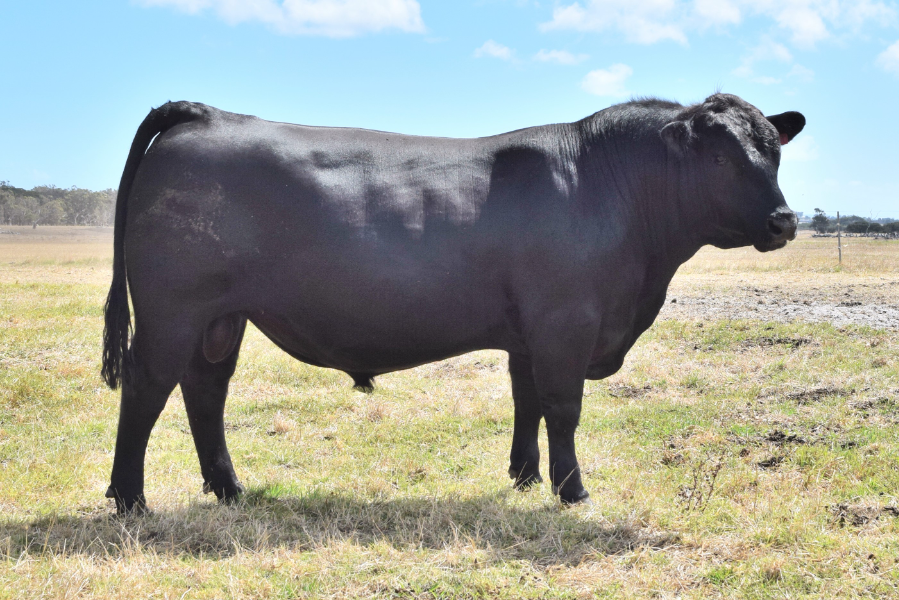 Lot 13 - MASON VALLEY BEAST MODE T70 | AuctionsPlus