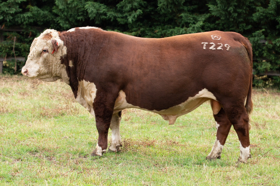 Lot 4 - ARDNO TIMBOON T229 (AI) (PP) | AuctionsPlus