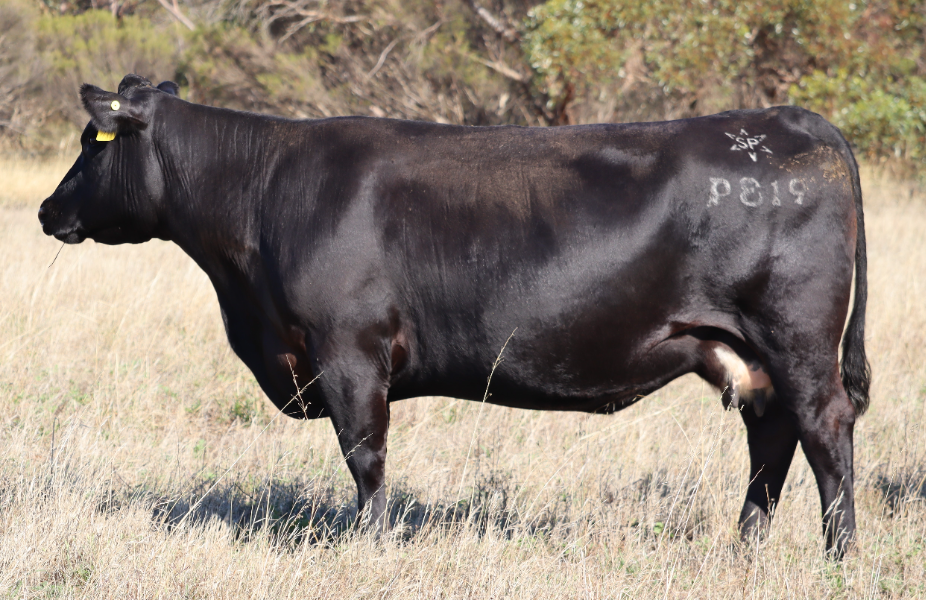 Lot 27 - 4 EMBRYOS - BALDRIDGE SR GOALKEEPER PV x STONEY POINT ELA P819 ...