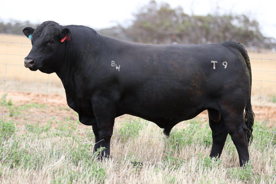 Lot 18 - BULL OAK WELL BEAST MODE T9 | AuctionsPlus