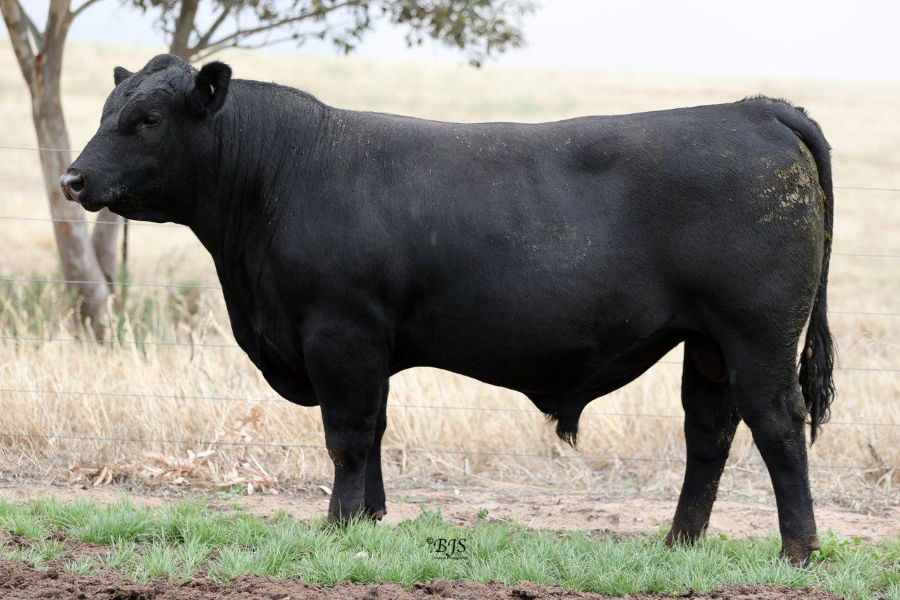 Lot 35 - BULL OAK WELL RESILIENT T317 | AuctionsPlus
