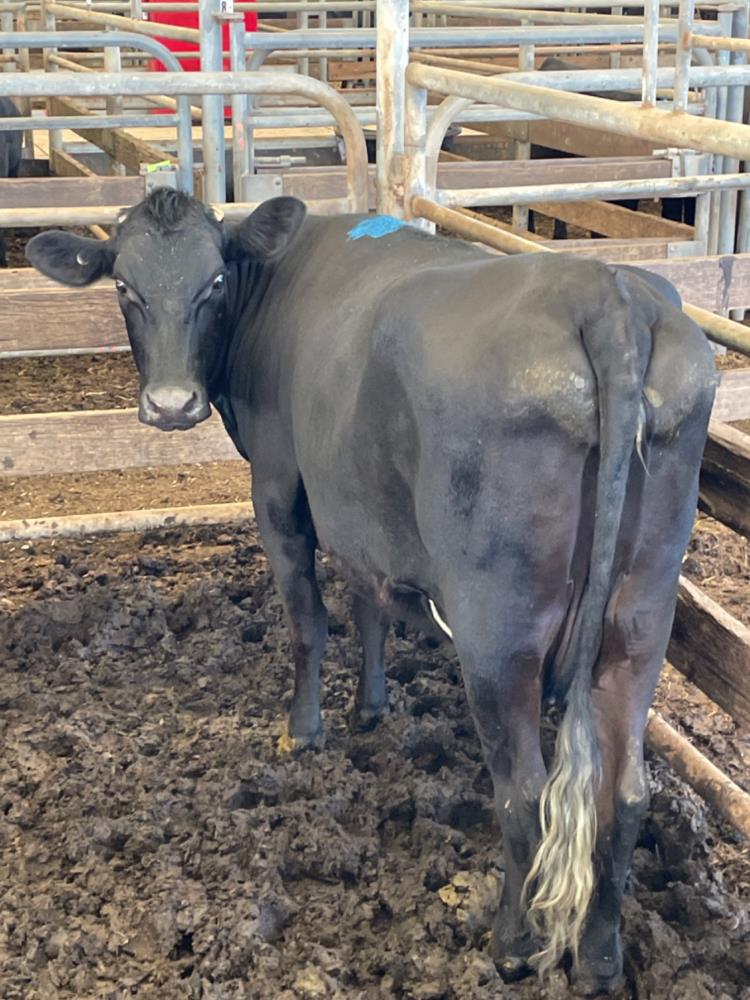 Pen 8S - 1 ANGUS X COW & CALF, 500.00kg avg (Total weight 500.00 kg ...