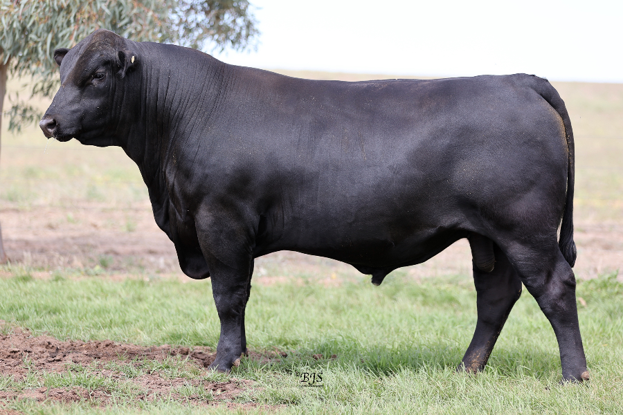 Lot 1 - BULL OAK WELL PARATROOPER T16 | AuctionsPlus