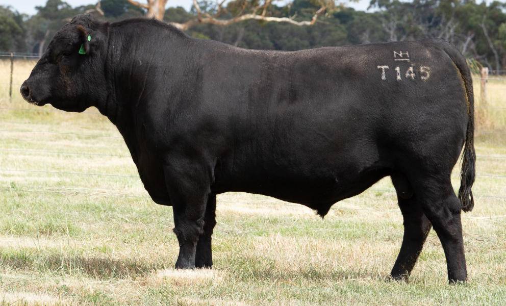 Lot 9 - Nampara Brad Pitt T145 | AuctionsPlus