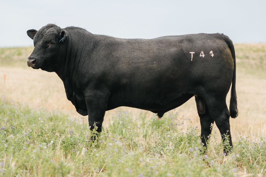 Lot 9 - KERINGA TOWER T44 | AuctionsPlus