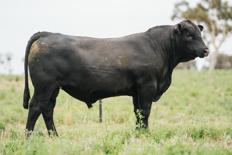 Lot 21 - KERINGA THIRSTY T140 | AuctionsPlus