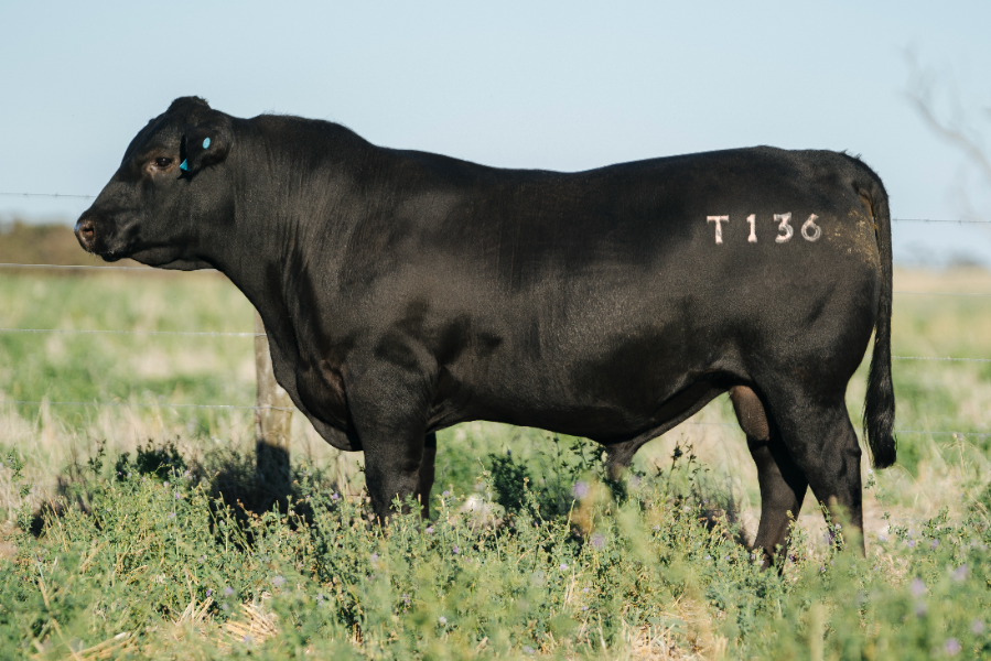 Lot 27 - KERINGA TROOPIE T194 | AuctionsPlus