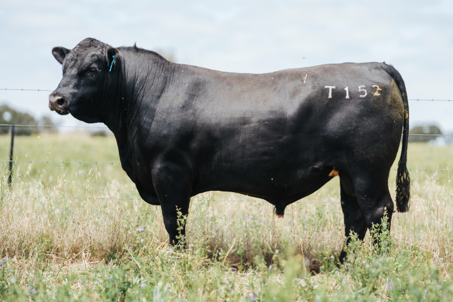 Lot 31 - KERINGA THUNDERMAN T152 | AuctionsPlus