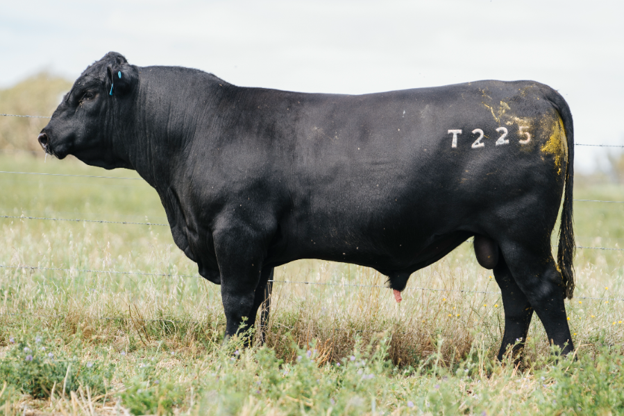 Lot 37 - KERINGA TROOPIE T225 | AuctionsPlus