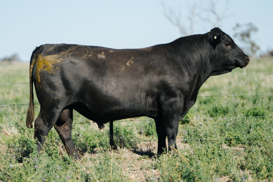 Lot 45 - KERINGA THUNDERMAN T265 | AuctionsPlus