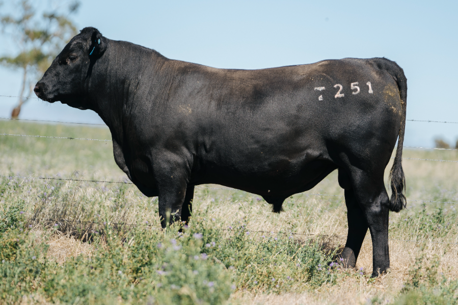 Lot 46 - KERINGA TOFF T251 | AuctionsPlus