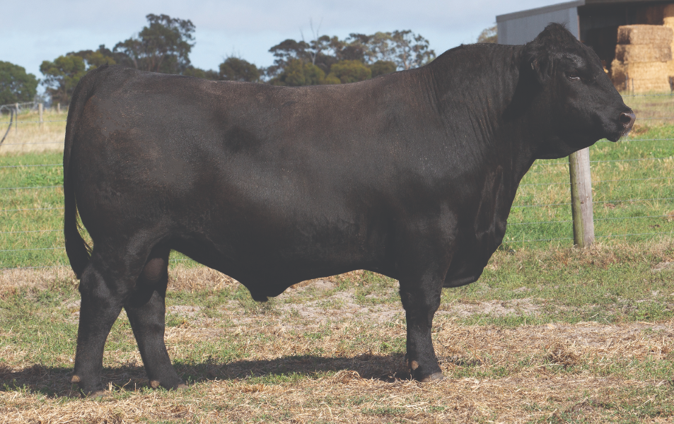 Lot 3 - YERWAL EYES ONYOU T48 | AuctionsPlus
