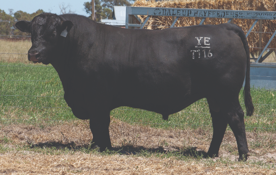 Lot 15 - YERWAL QUINELLA T116 | AuctionsPlus