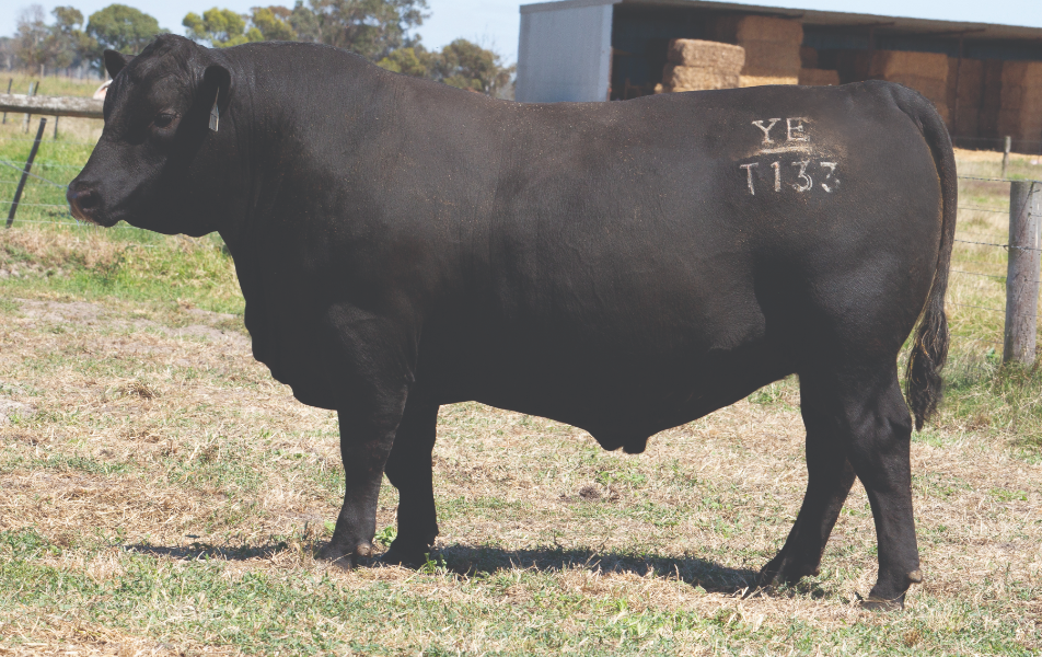 Lot 17 - YERWAL WISDOM T133 | AuctionsPlus