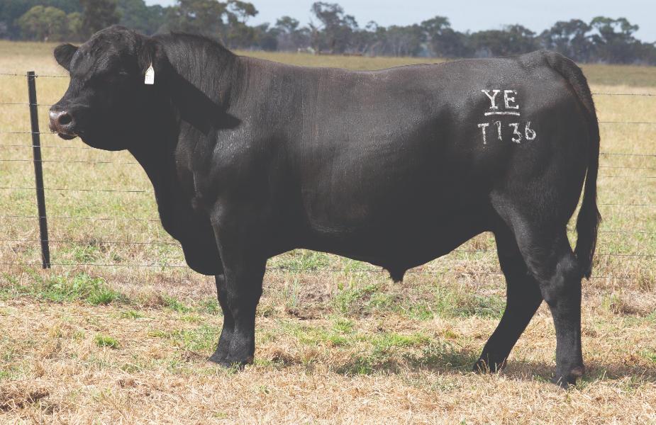 Lot 23 - YERWAL WISDOM T136 | AuctionsPlus