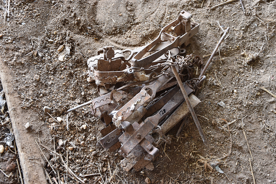 Lot 128 - Qty Rabbit Traps | AuctionsPlus