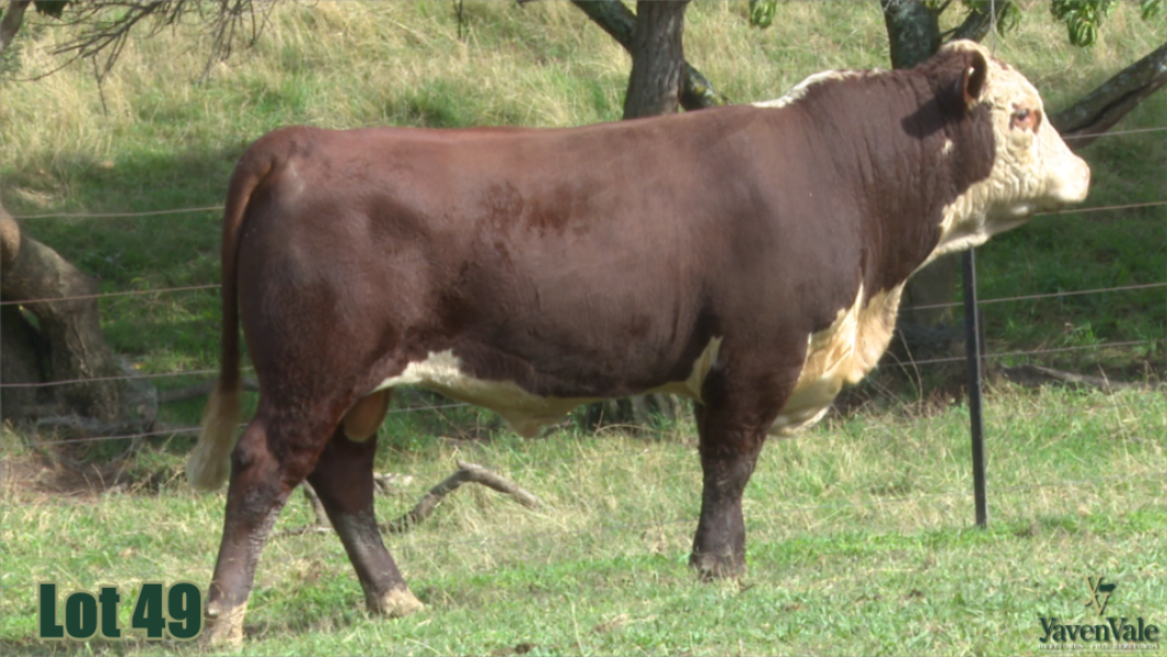 Lot 49 - YAVENVALE TUNGSTEN T661 (AI) (PP) | AuctionsPlus