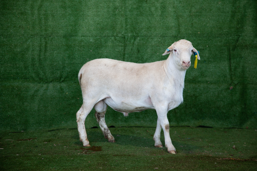 CODDINGTON SHEEPMASTER SHEDDING SHEEP AUSTRALIA 1ST PRODUCTION SALE ...