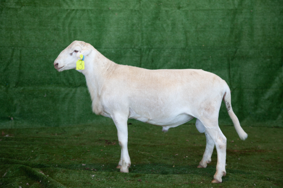 Lot 3 - Tag No. 1447 | AuctionsPlus