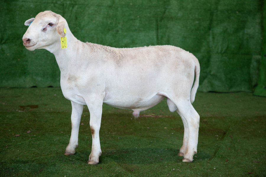 Lot 81 - Tag No. 3520 | AuctionsPlus