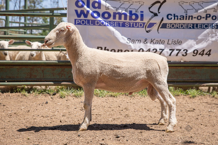 Lot 84 - OLD WOOMBI-220139 | AuctionsPlus