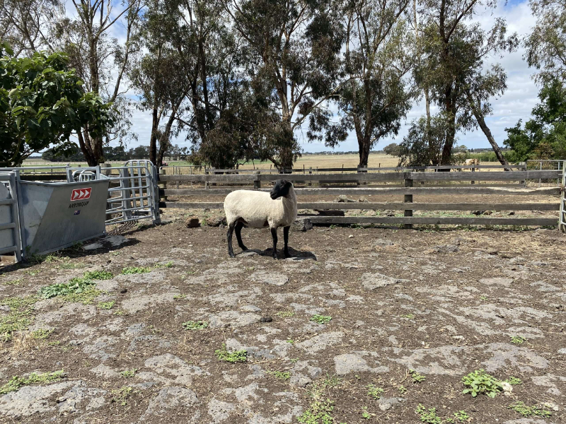 Lot 98 - Stud Ewe Tag: 190177 | AuctionsPlus