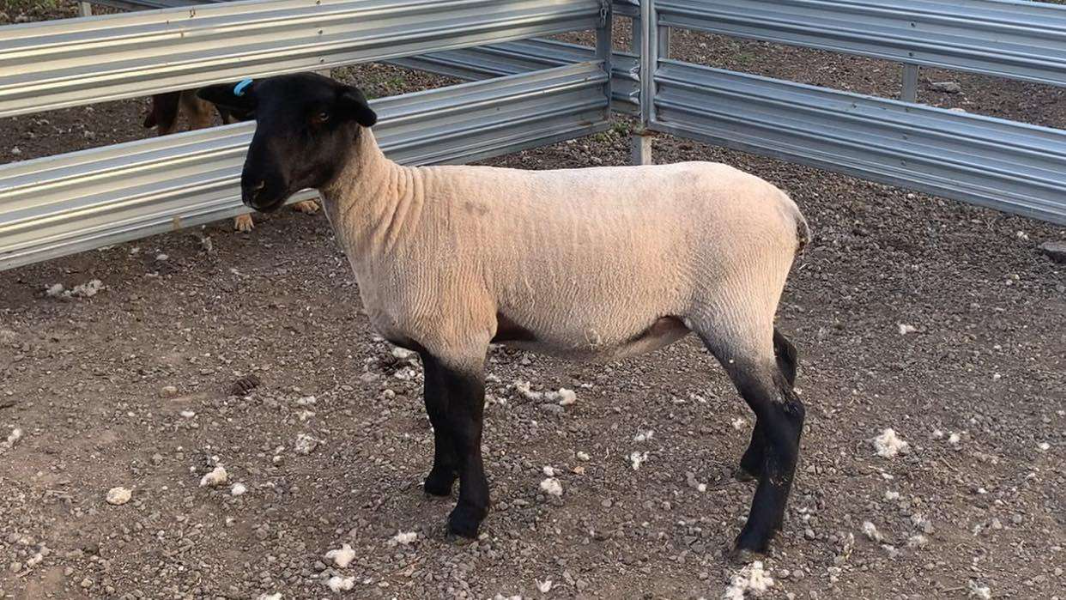 Lot 103 - Stud Ewe Tag: 230150 | AuctionsPlus
