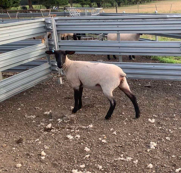 Lot 111 - Stud Ewe Tag: 230018 | AuctionsPlus