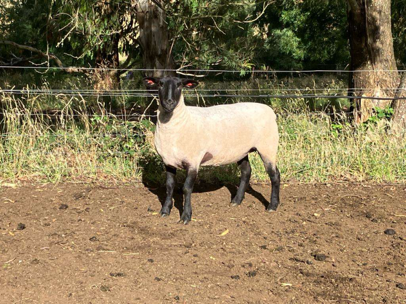Lot 14 - Stud Ewe Tag: 222030 | AuctionsPlus